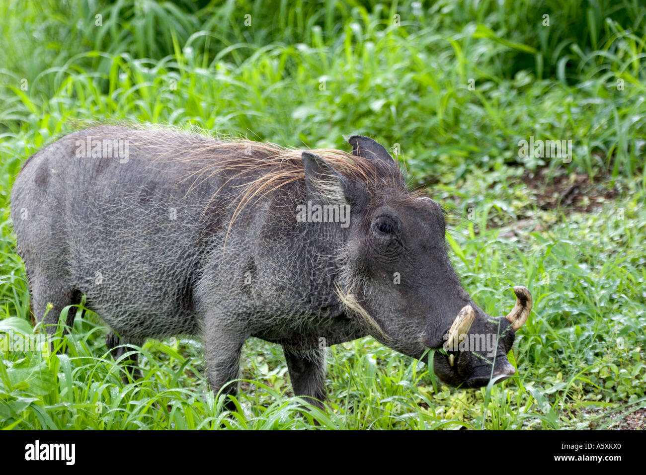 Wart hog hi-res stock photography and images - Alamy