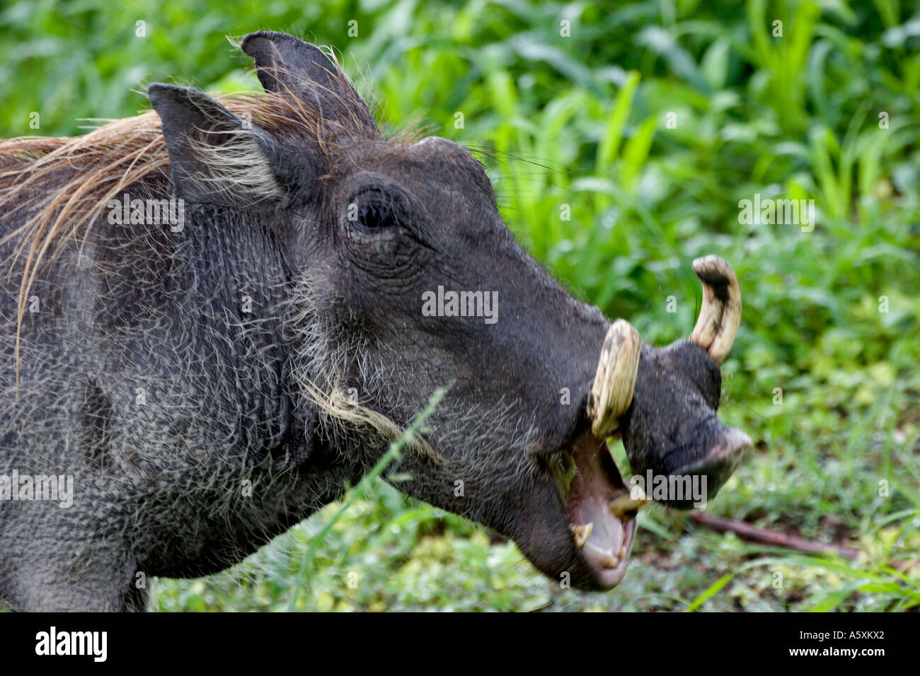 M2-327D MALE WART HOG WITH OPEN MOUTH Stock Photo - Alamy