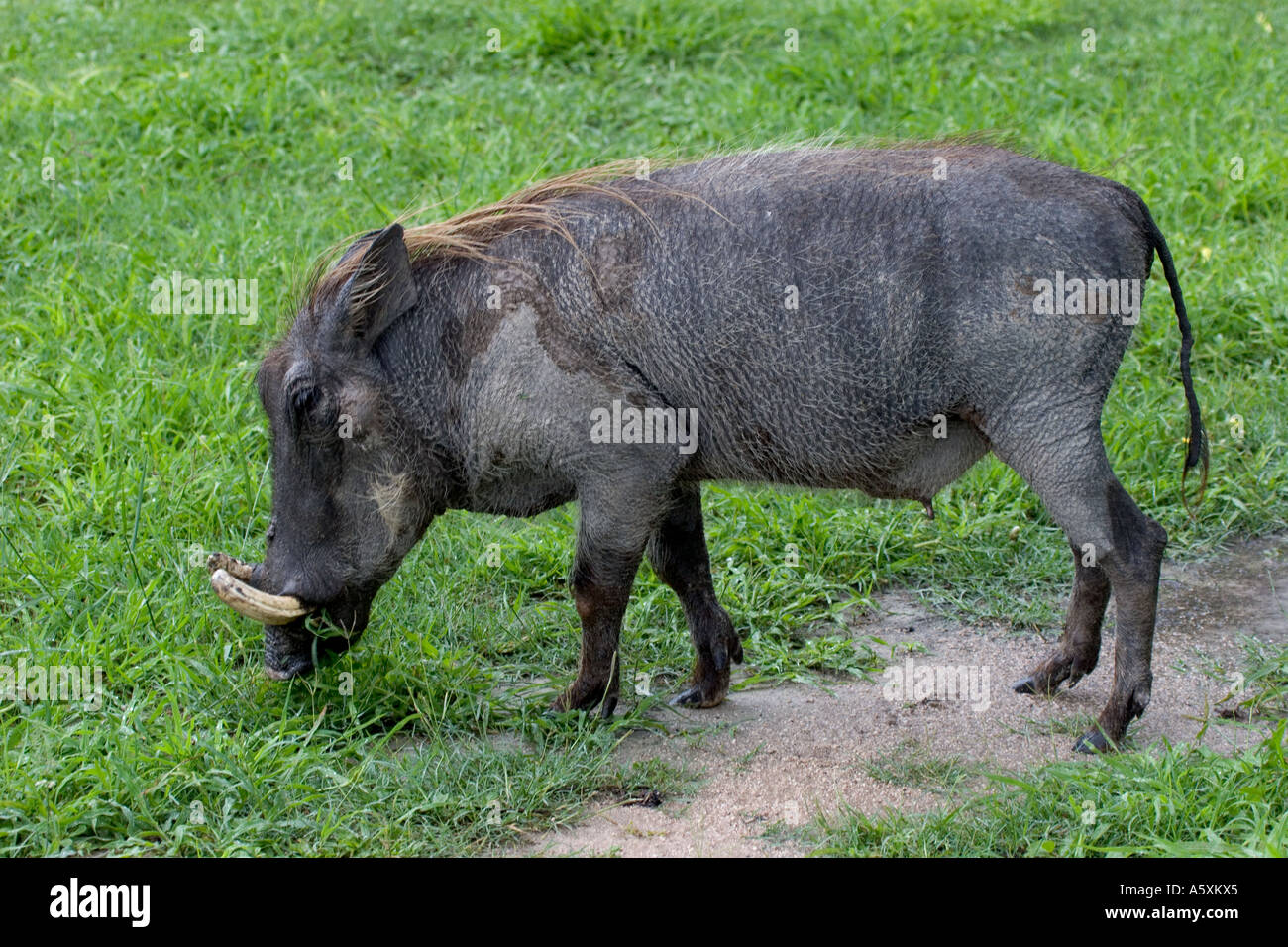 Wart hog hi-res stock photography and images - Alamy
