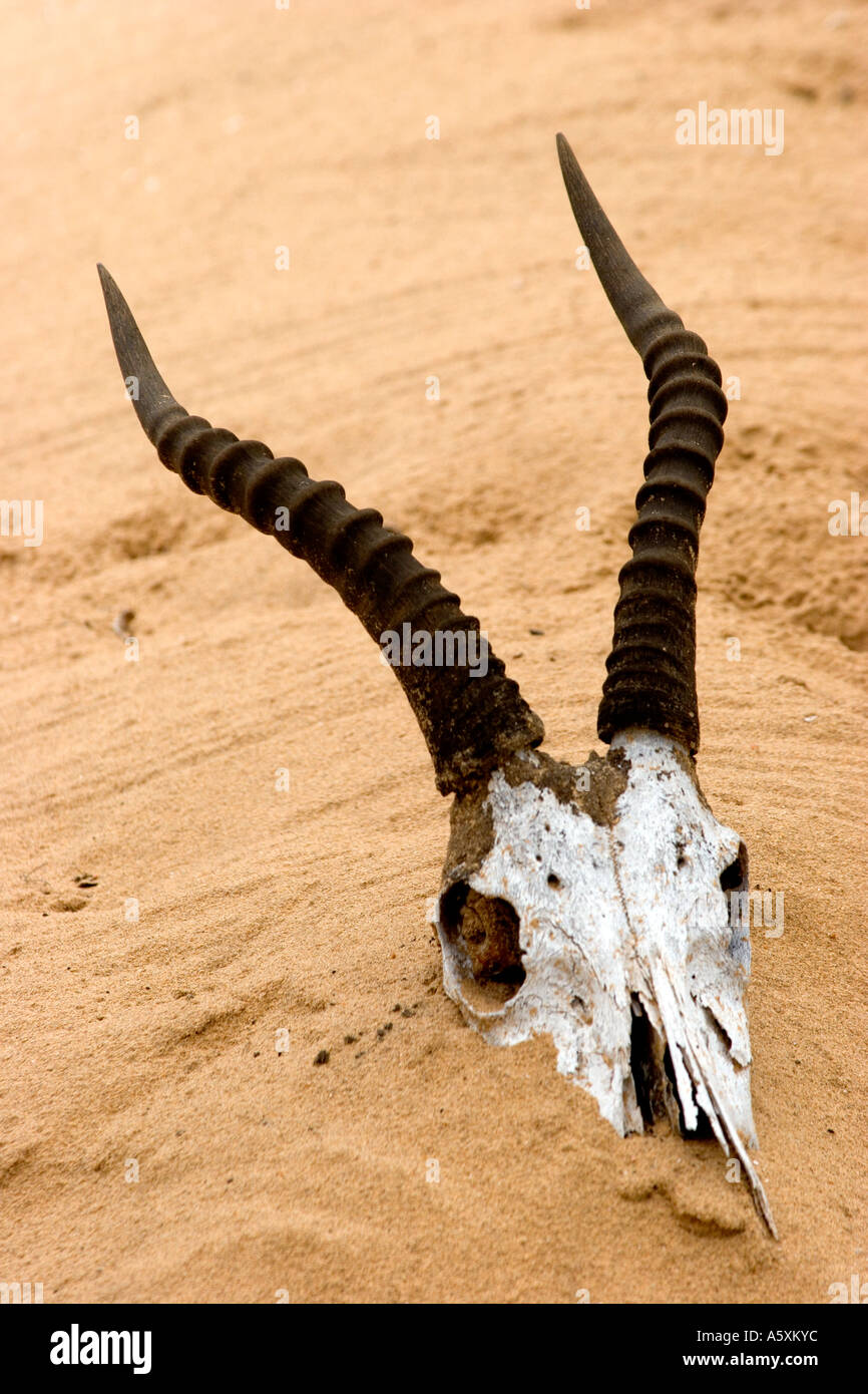 Springbok skull hi-res stock photography and images - Alamy