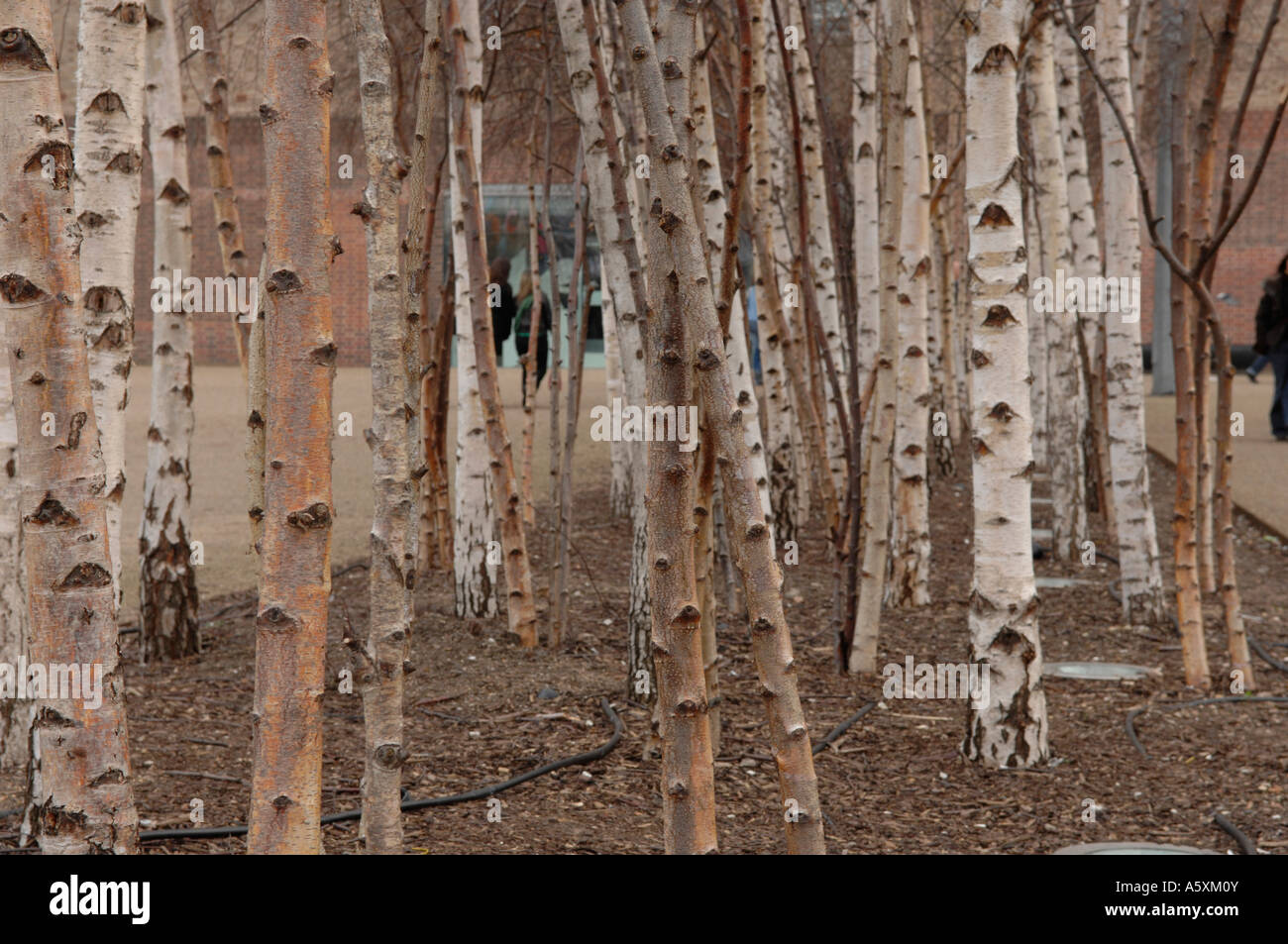 Birch Trees Tate Modern Stock Photo - Alamy