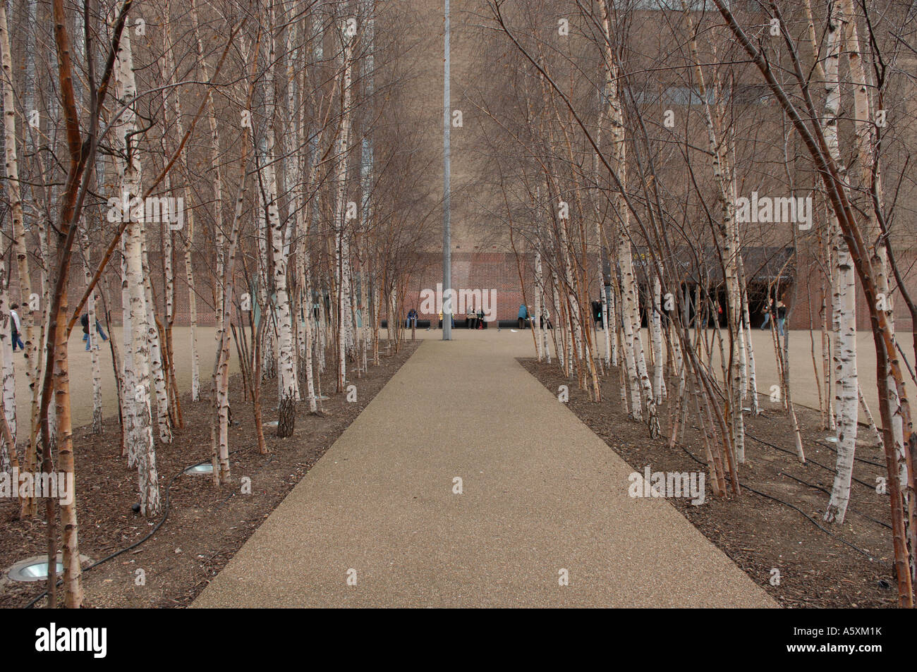 Birch Trees Tate Modern Stock Photo - Alamy