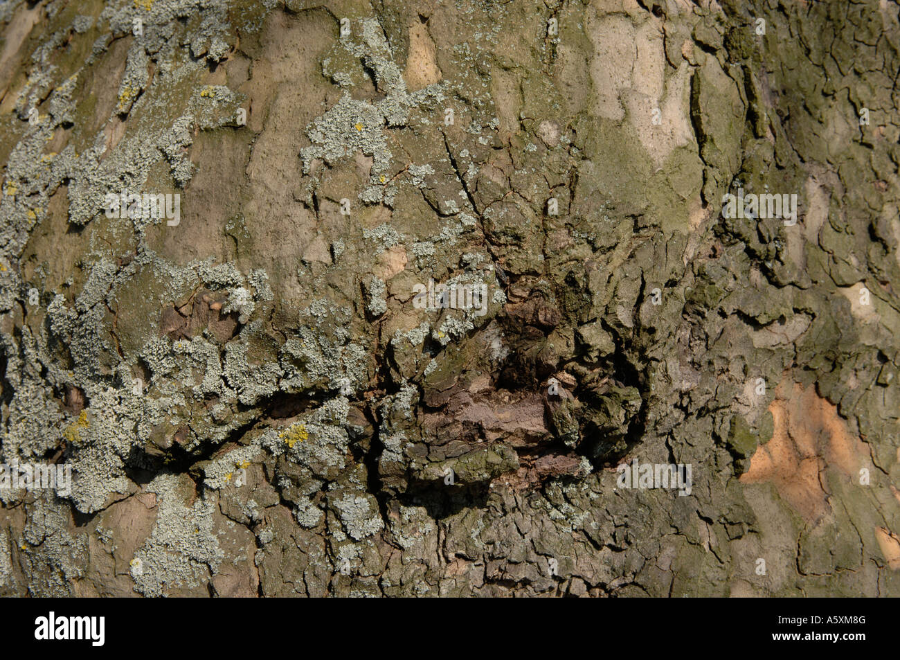 Abstract Tree Trunk Close Up Stock Photo - Alamy