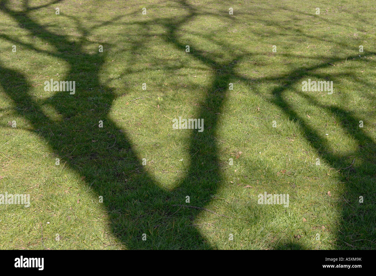 Shadows of Tree Branches on Grass Stock Photo - Alamy