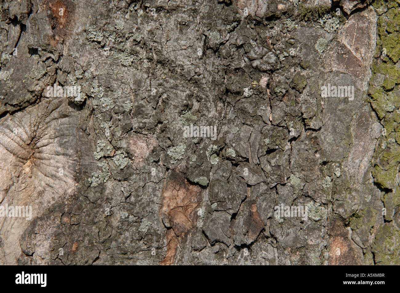 Abstract Tree Trunk Stock Photo - Alamy