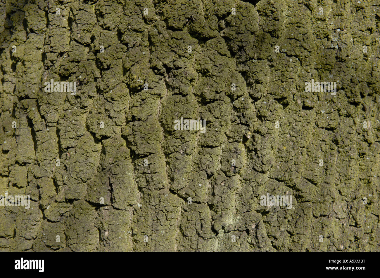 Abstract Tree Trunk Stock Photo - Alamy