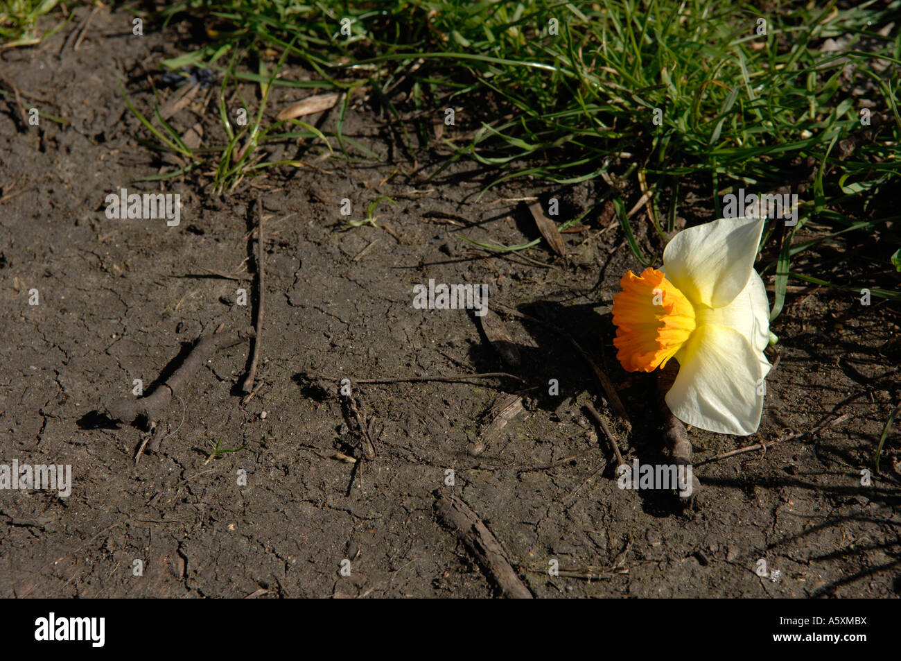Flower along path Stock Photo - Alamy
