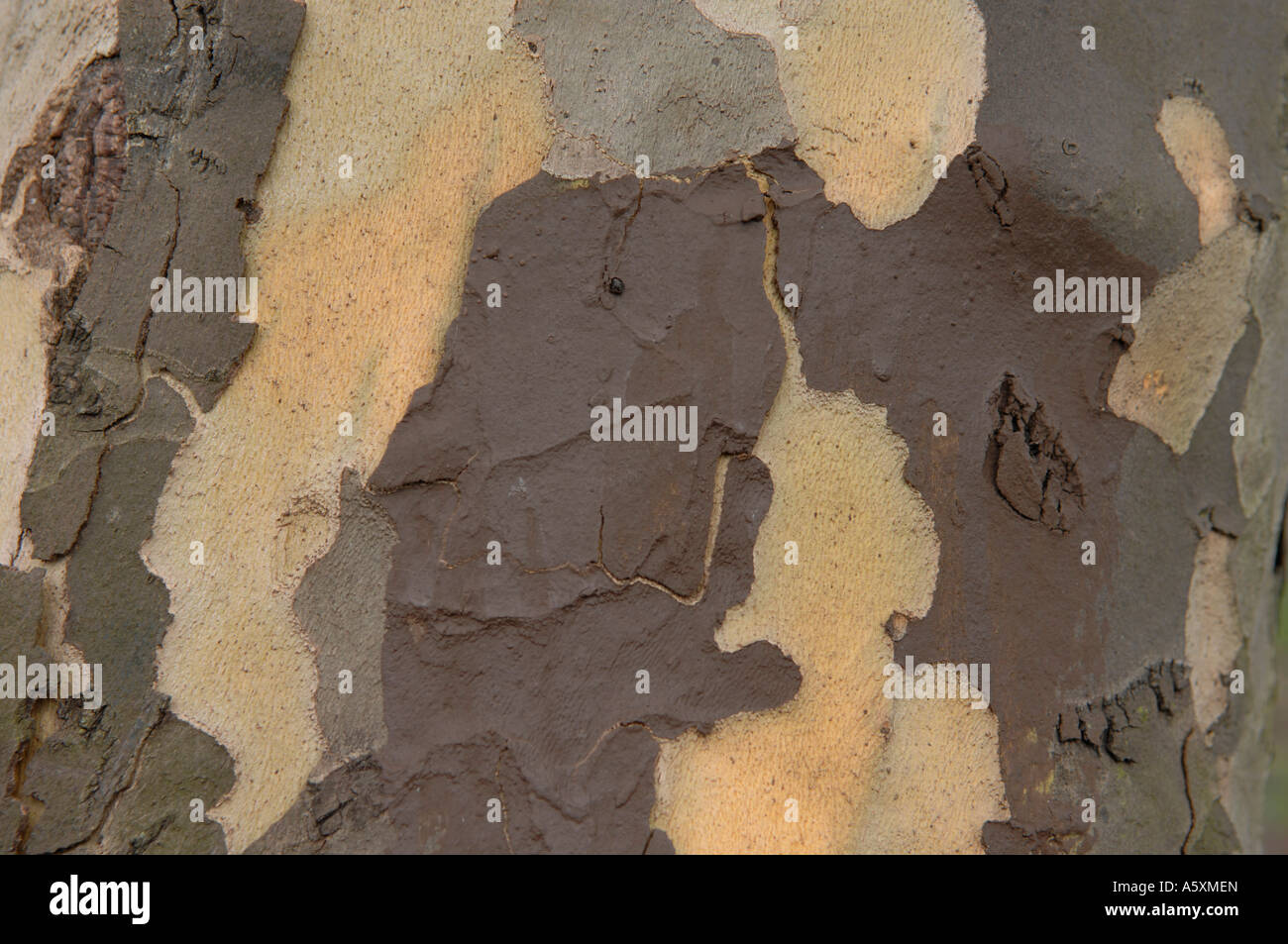 Camouflage Tree Trunk Stock Photo - Alamy