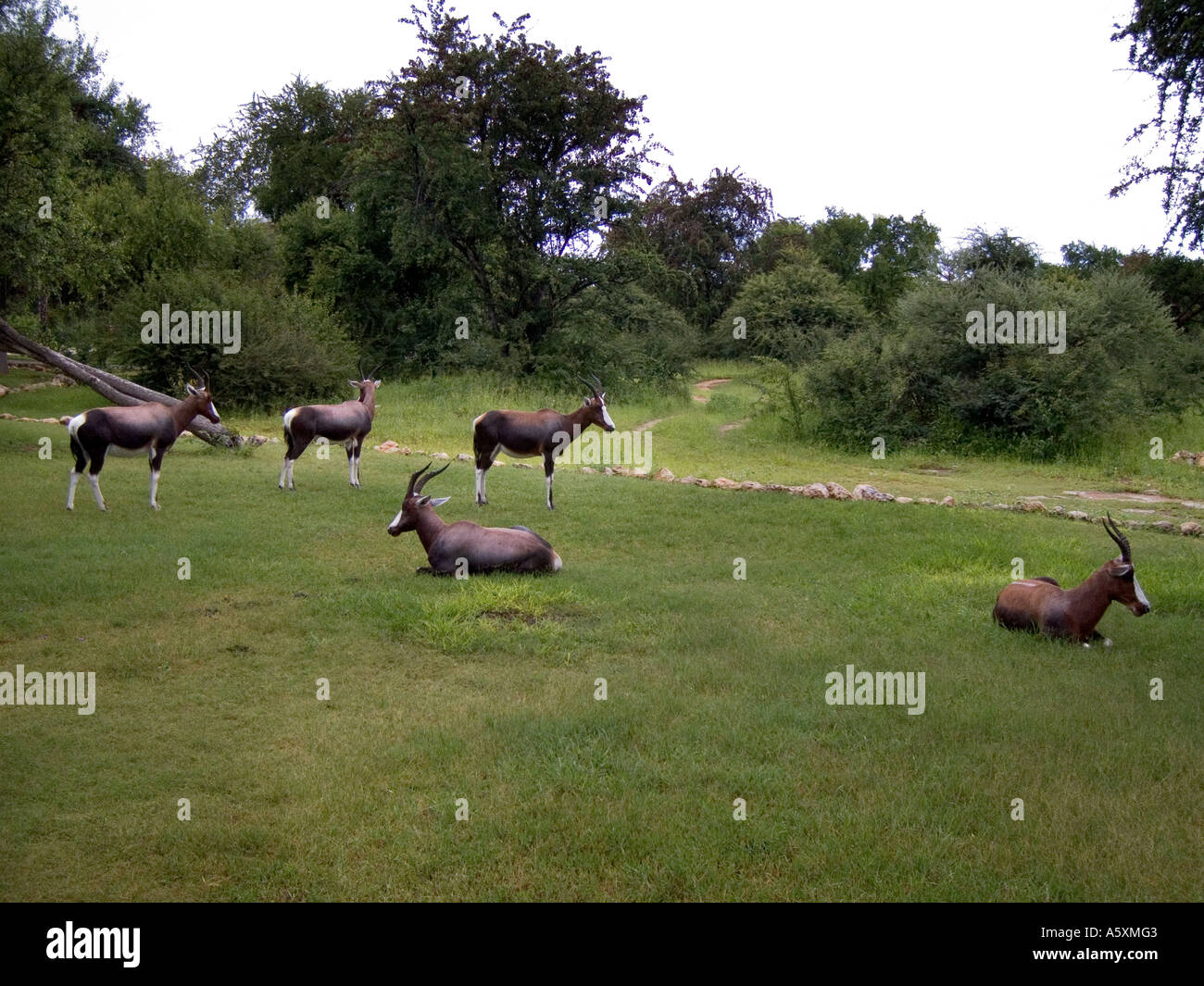 Black springbok hi-res stock photography and images - Alamy