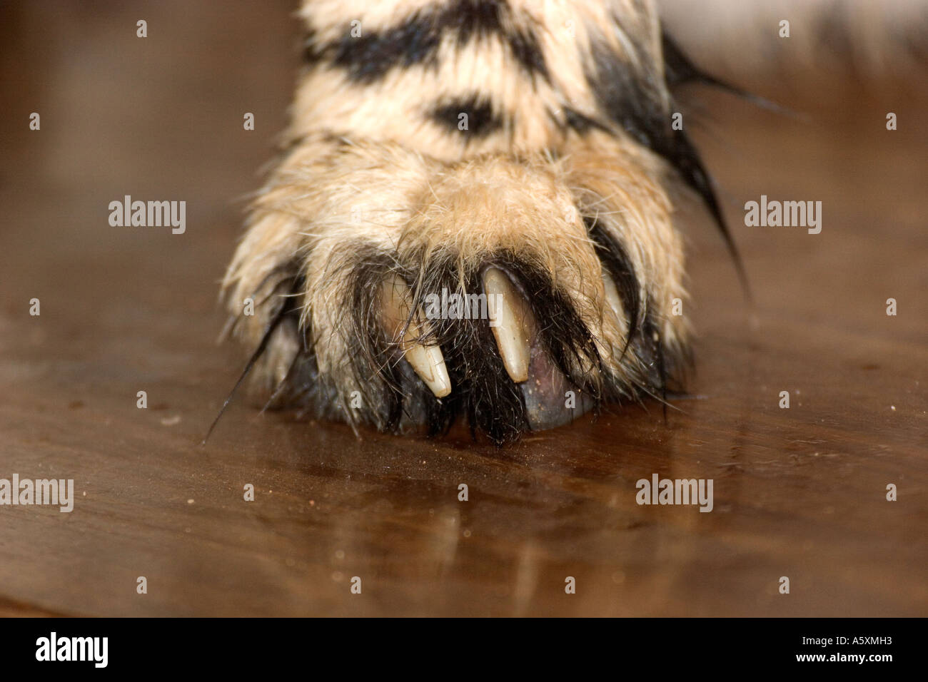 MC-274D CHEETAH FRONT FOOT Stock Photo - Alamy