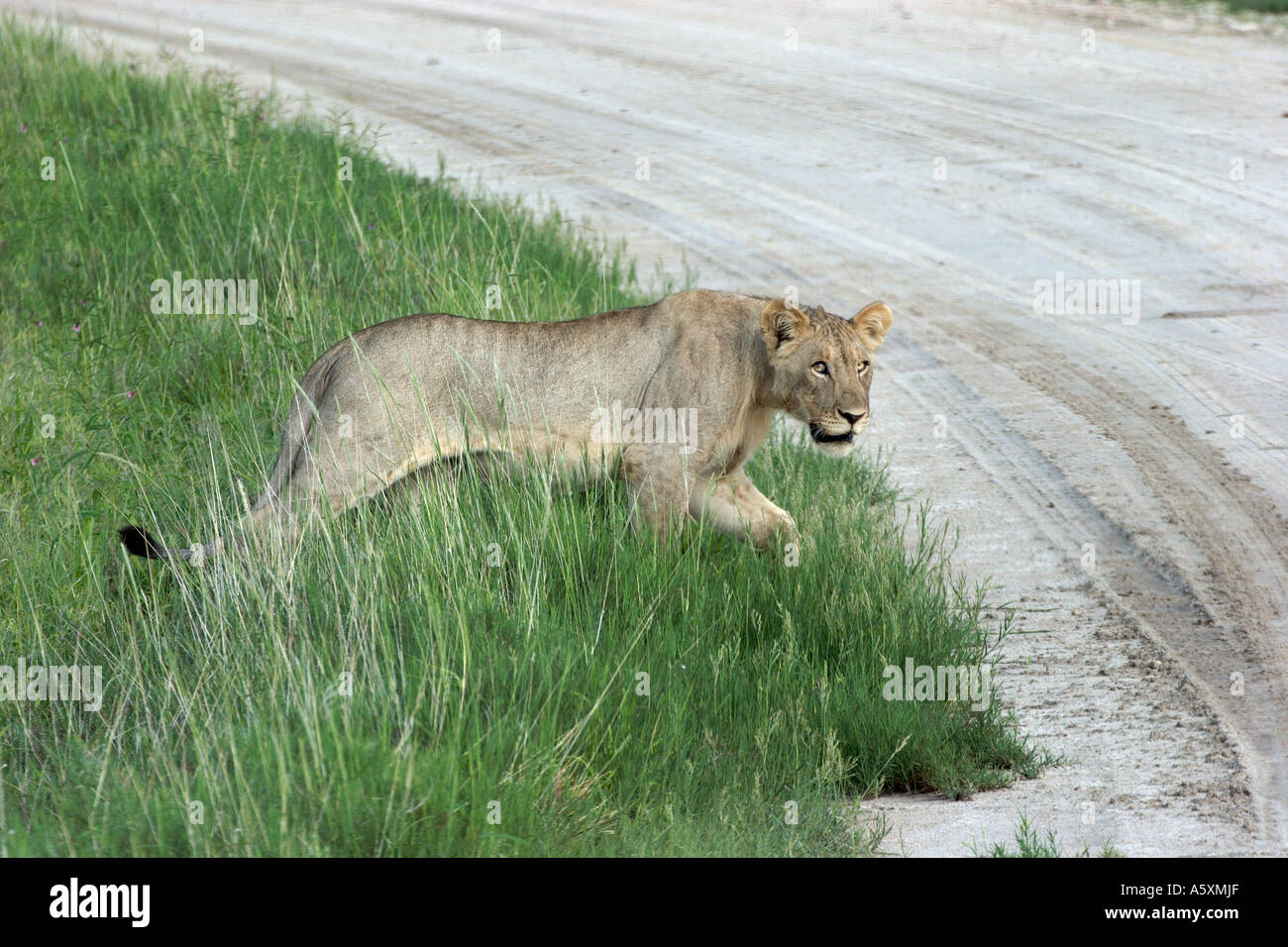 Lion road hi-res stock photography and images - Alamy