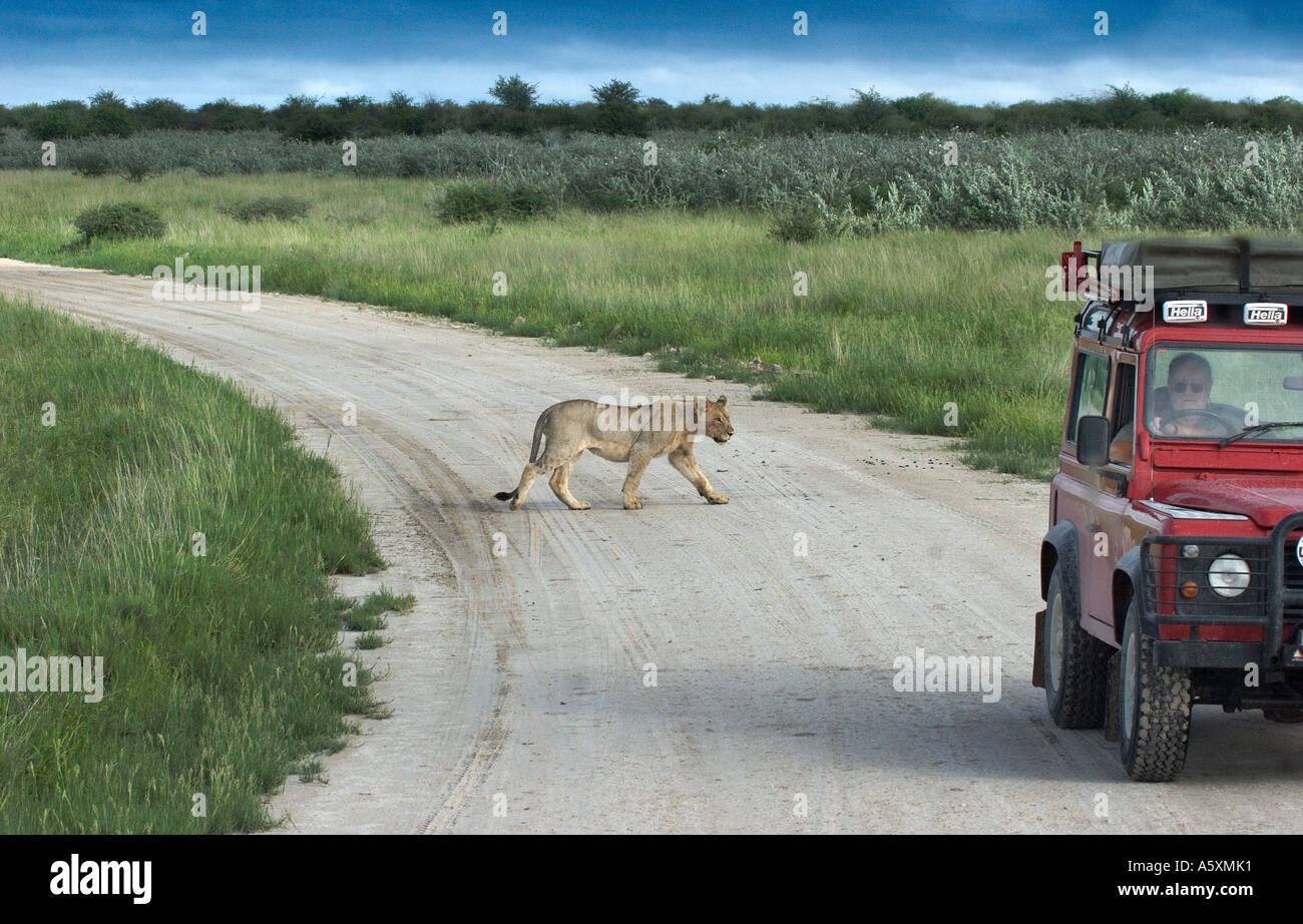 Lion road hi-res stock photography and images - Alamy