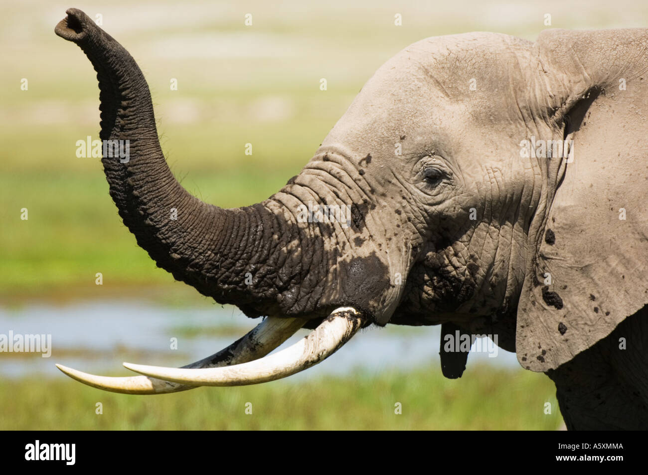 Bull elephant raised trunk hi-res stock photography and images - Alamy