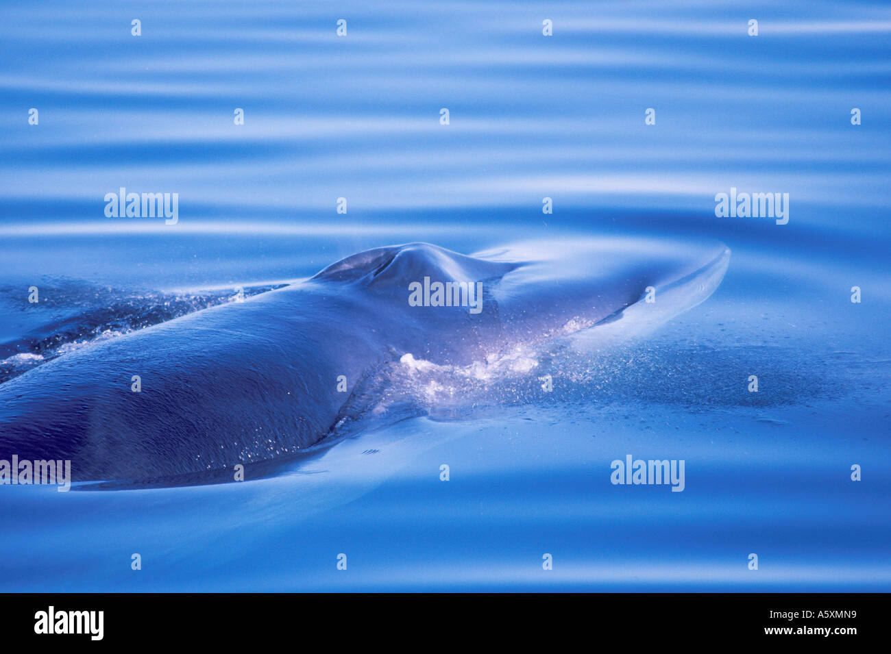 Finback Whale Balaenoptera physalus surfacing to breathe showing ...