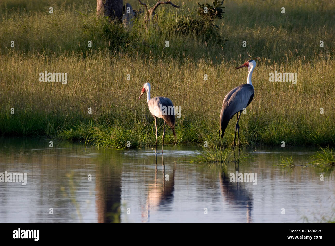 Wattled cranes hi-res stock photography and images - Alamy