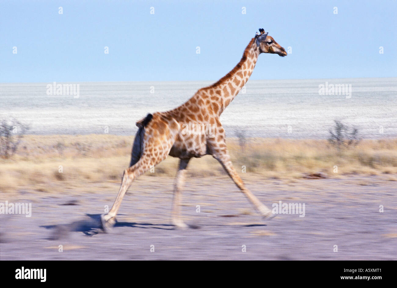Giraffe running at hi-res stock photography and images - Alamy