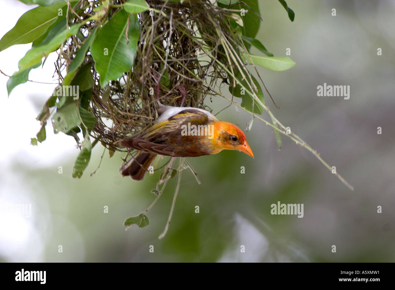 BA-173D RED-HEADED WEAVER AT NEST Stock Photo - Alamy