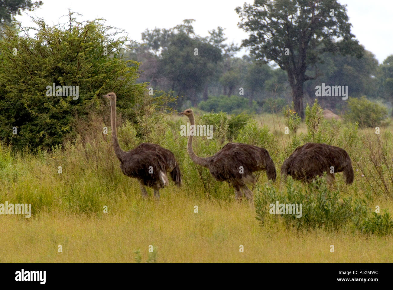 BA-177D THREE MALE OSTRICHES Stock Photo - Alamy