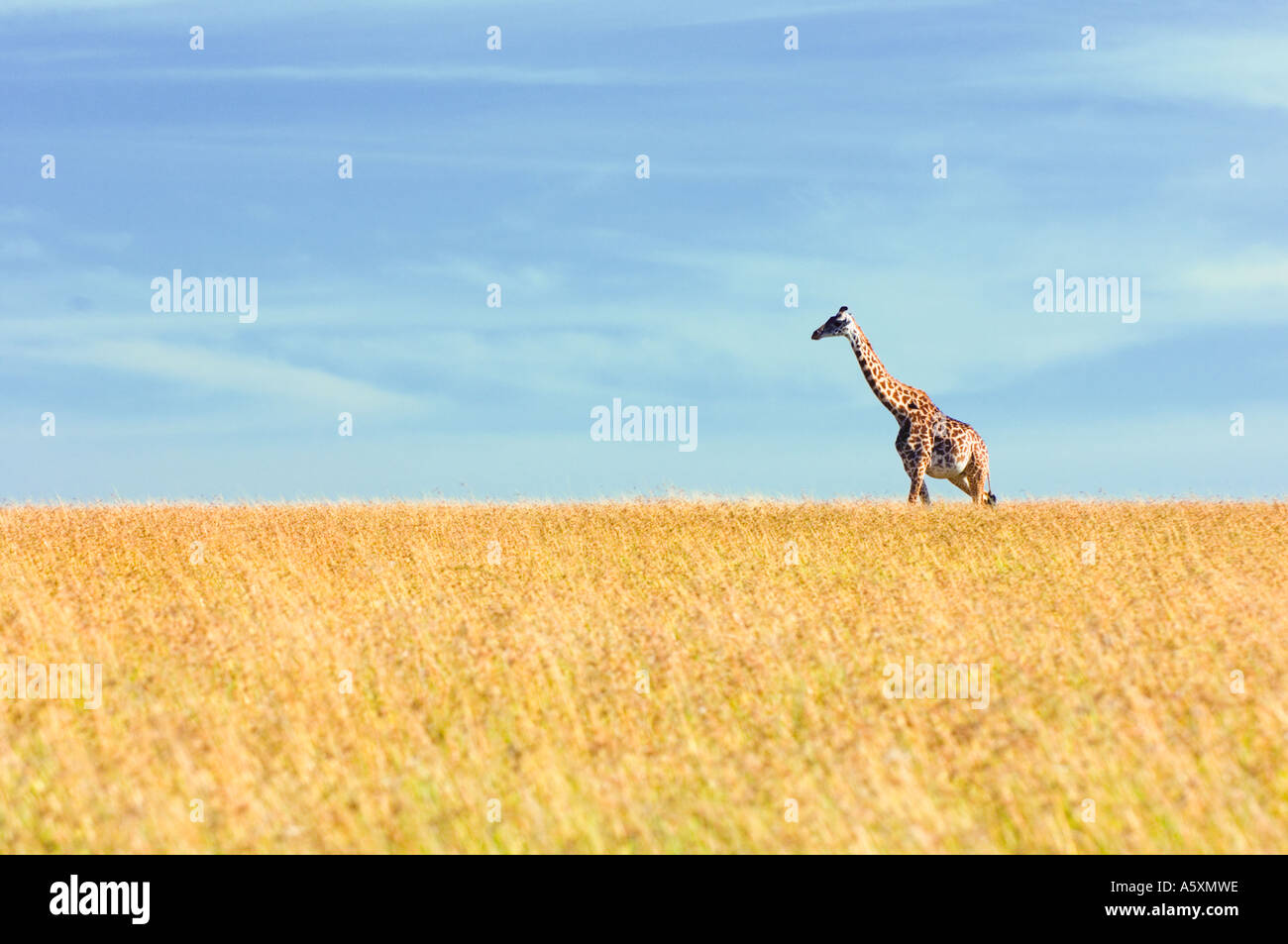 Giraffe crossing savannah grasslands Masai Mara National Park Kenya ...