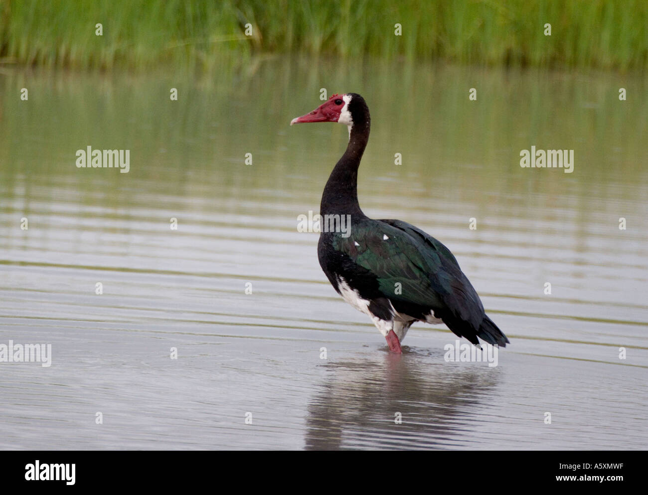 BA-178D SPURWING GOOSE IN POND Stock Photo - Alamy