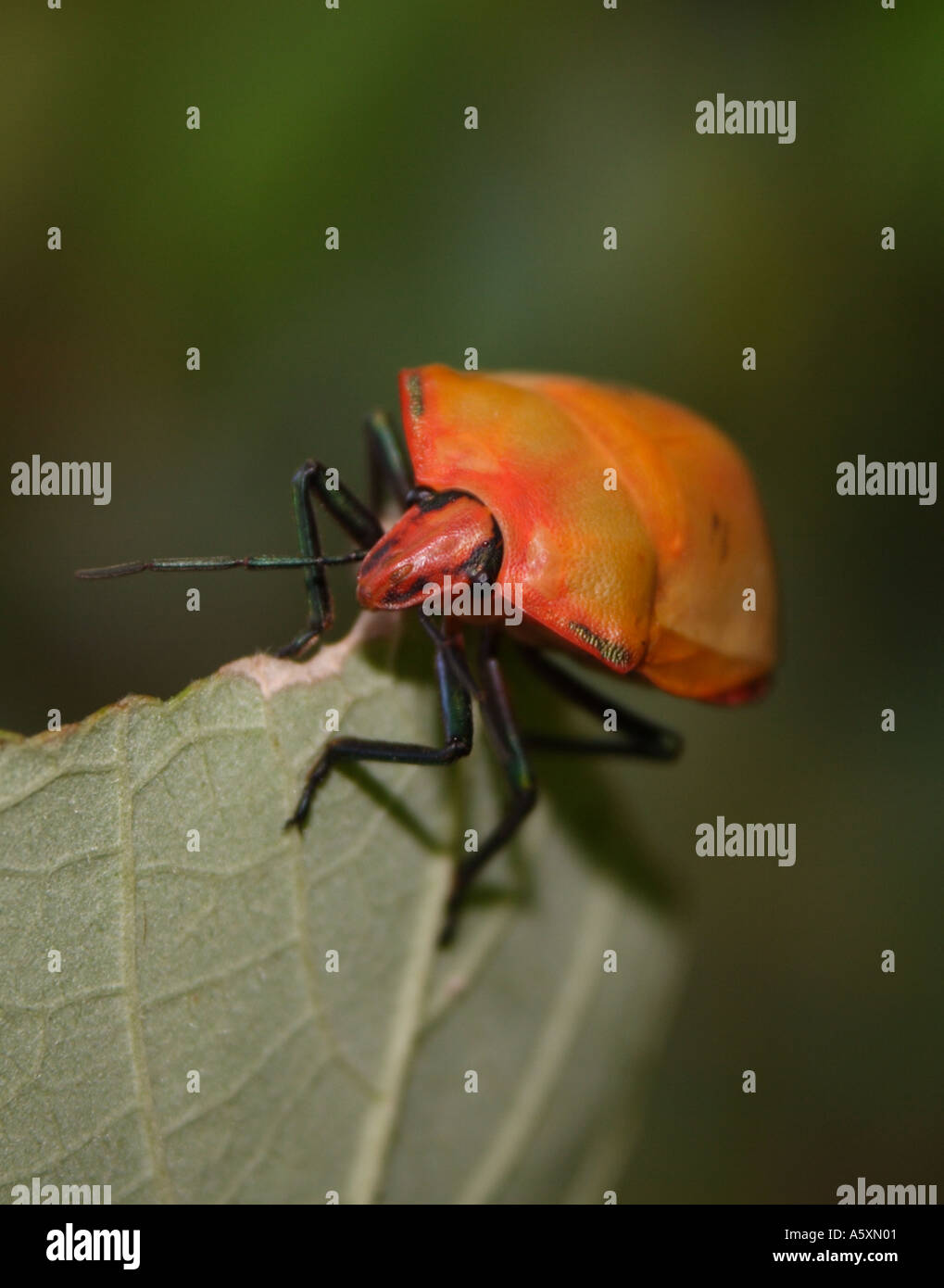 A STINK BUG FEEDING ON A LEAF Stock Photo - Alamy