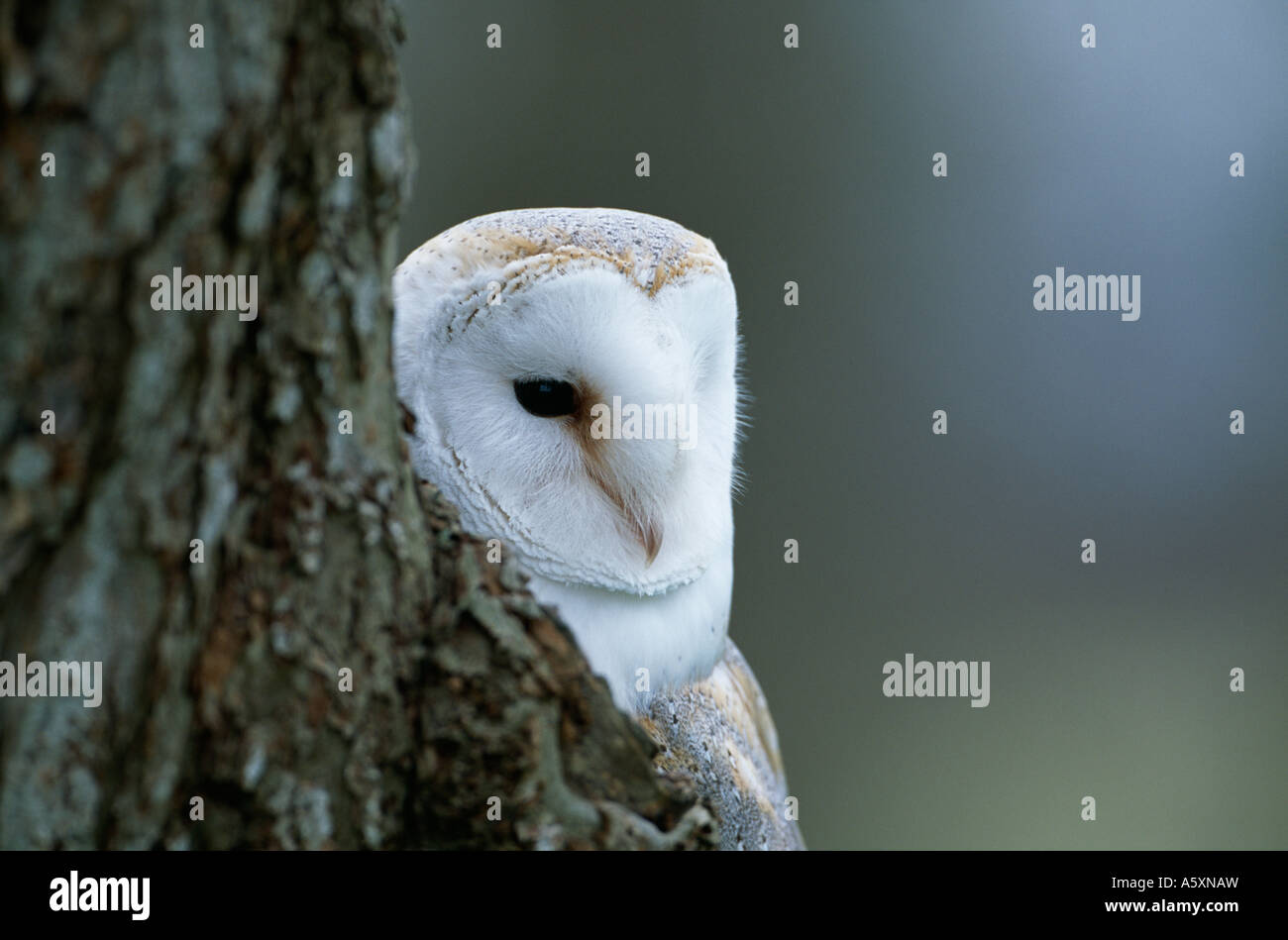 Barn owl tyto alba road hi-res stock photography and images - Alamy