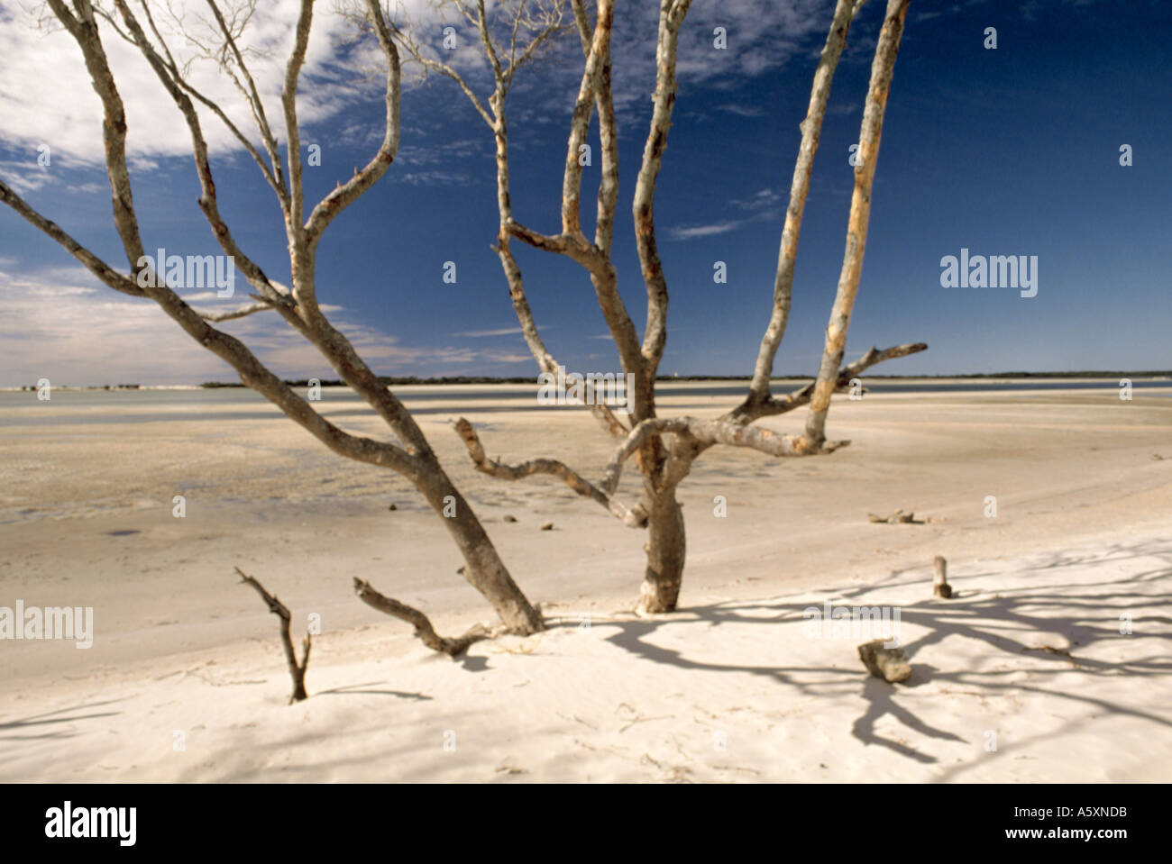 DEAD TREES ON A BEACH SUNSHINE COAST QUEENSLAND AUSTRALIA BAPS200 Stock ...