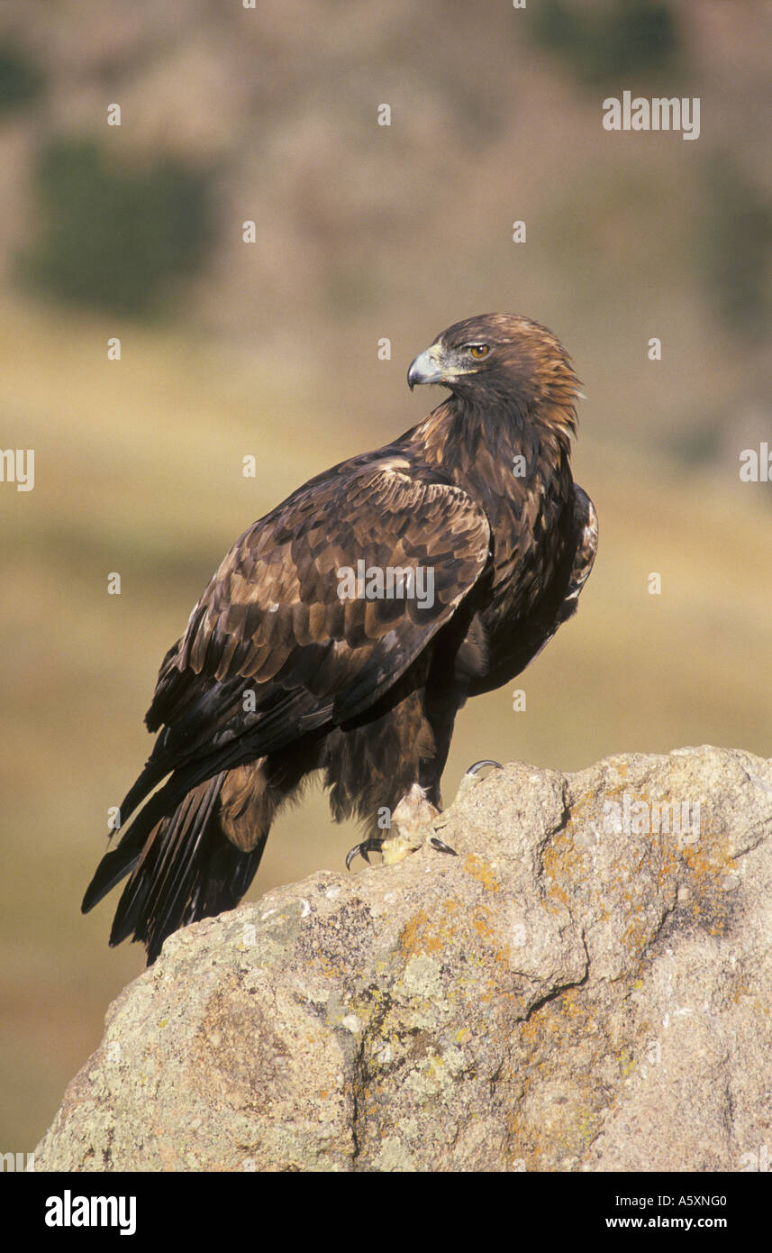 Golden Eagle Colorado USA Stock Photo - Alamy