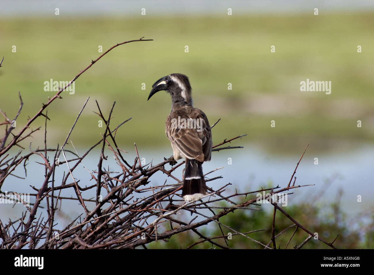BA-198D AFRICIAN GREY HORNBILL Stock Photo - Alamy