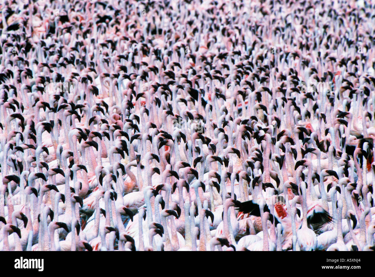 Lesser flamingo flock Lake Bogoria Kenya Stock Photo - Alamy