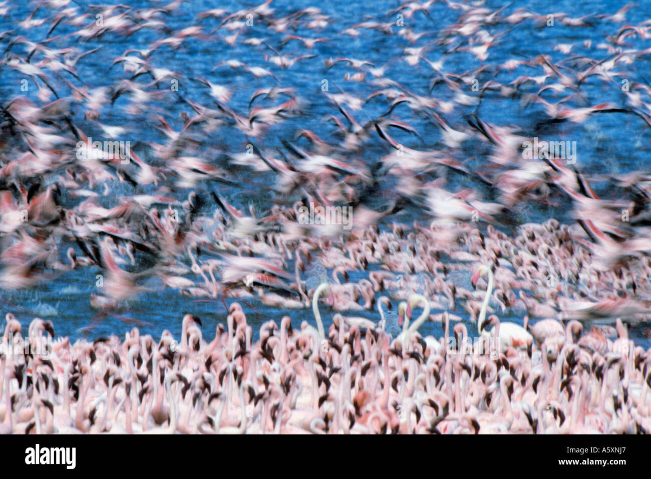 Lesser flamingo flock in flight , Lake Bogoria Kenya Stock Photo - Alamy