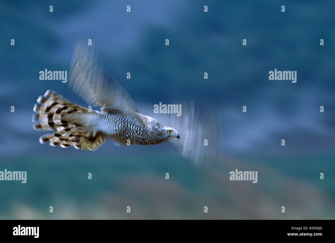 Goshawk in flight Stock Photo - Alamy