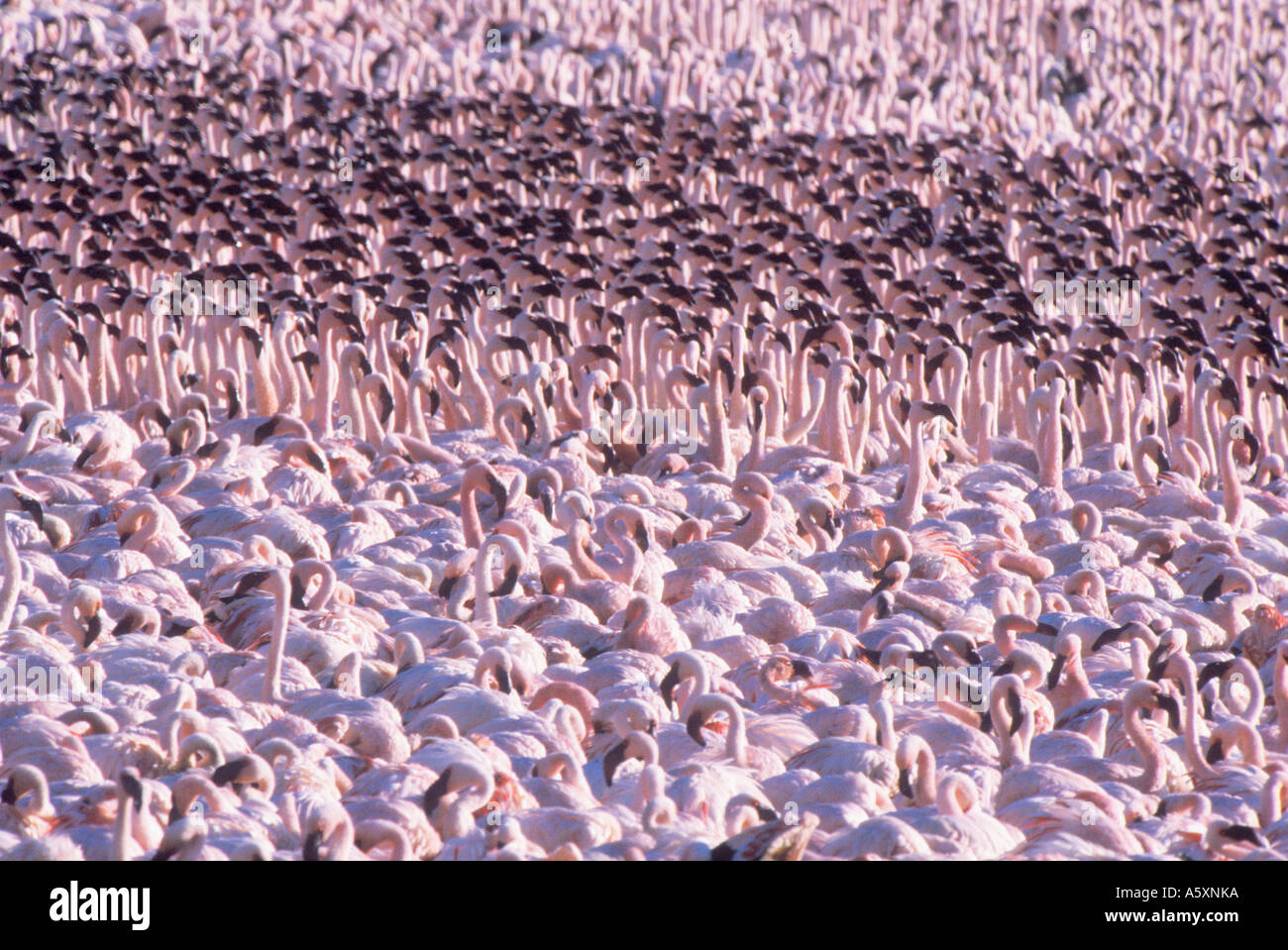 Lesser flamingo flock Lake Bogoria Kenya Stock Photo - Alamy