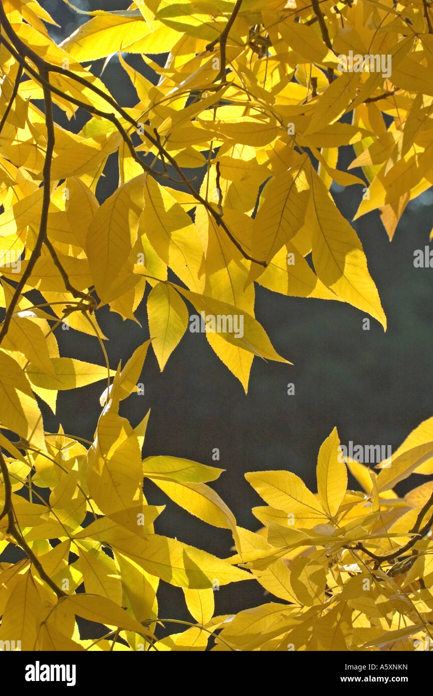 Shagbark Hickory Carya ovata Autumn leaves Stock Photo - Alamy