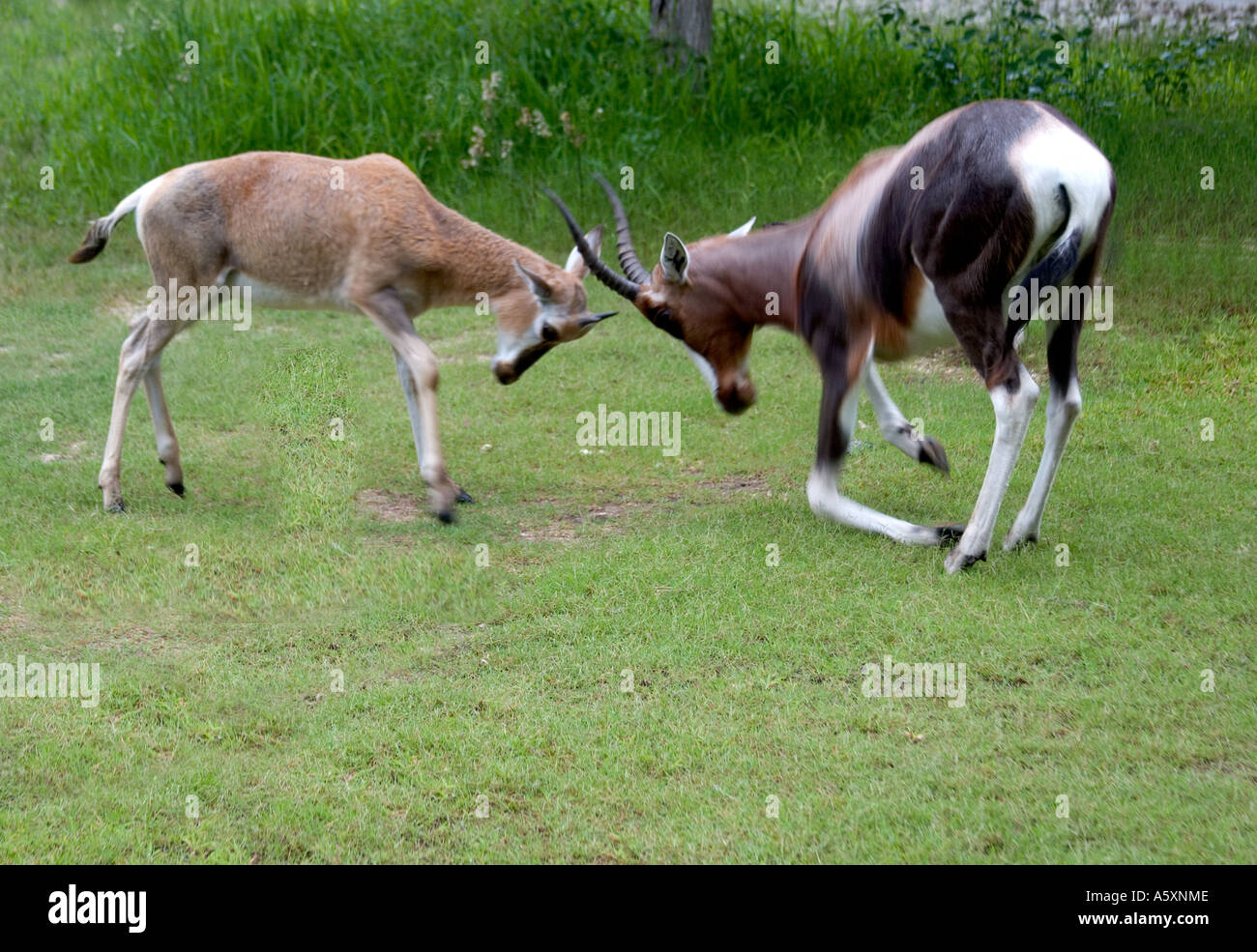 Sparing hi-res stock photography and images - Alamy