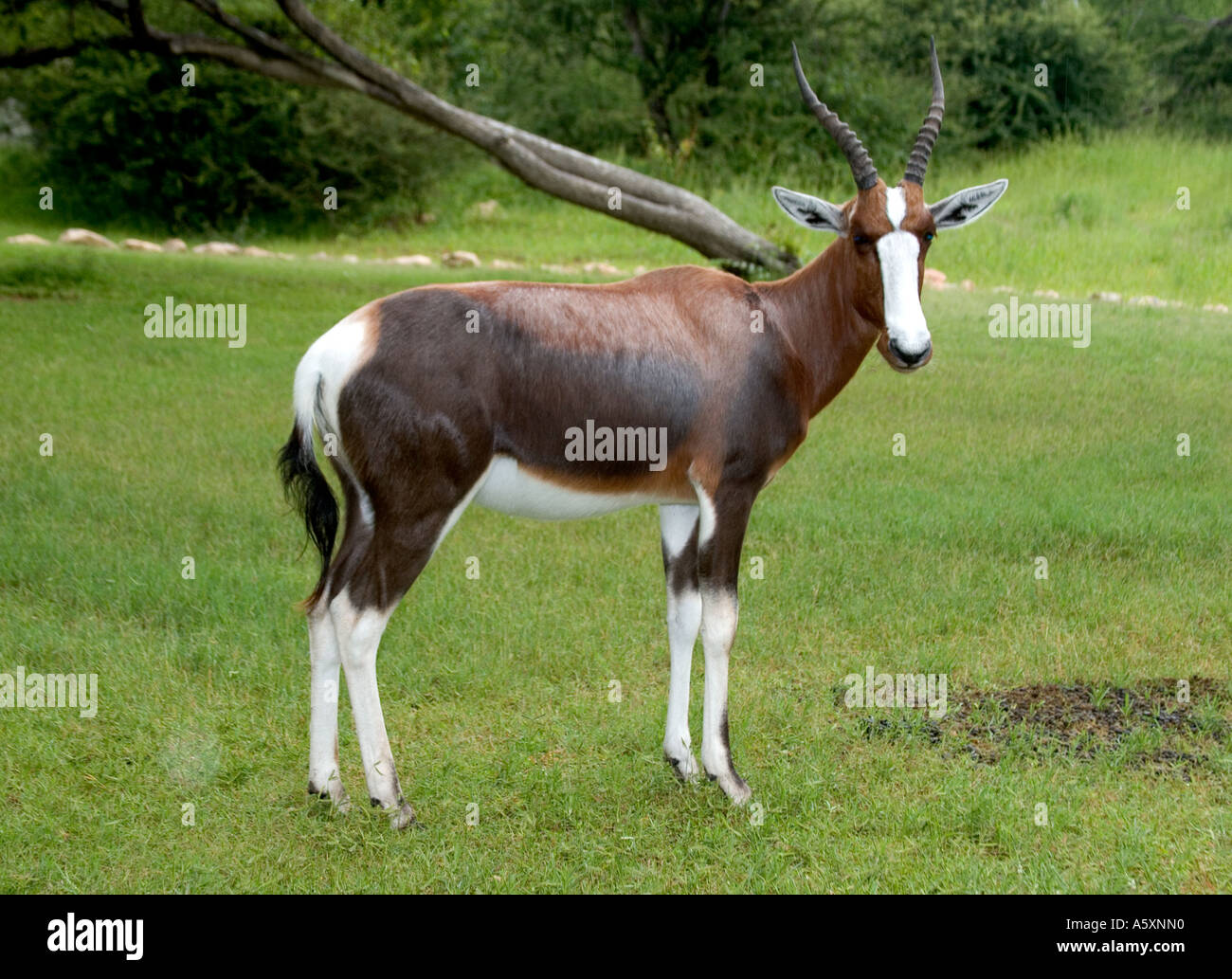 Bontebok young wildlife africa hi-res stock photography and images - Alamy