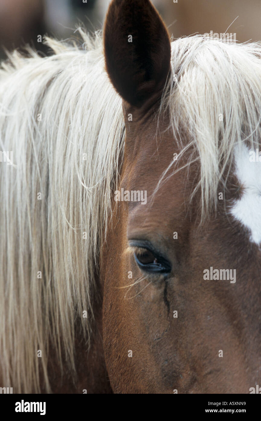 Close up of horse heads hi-res stock photography and images - Alamy