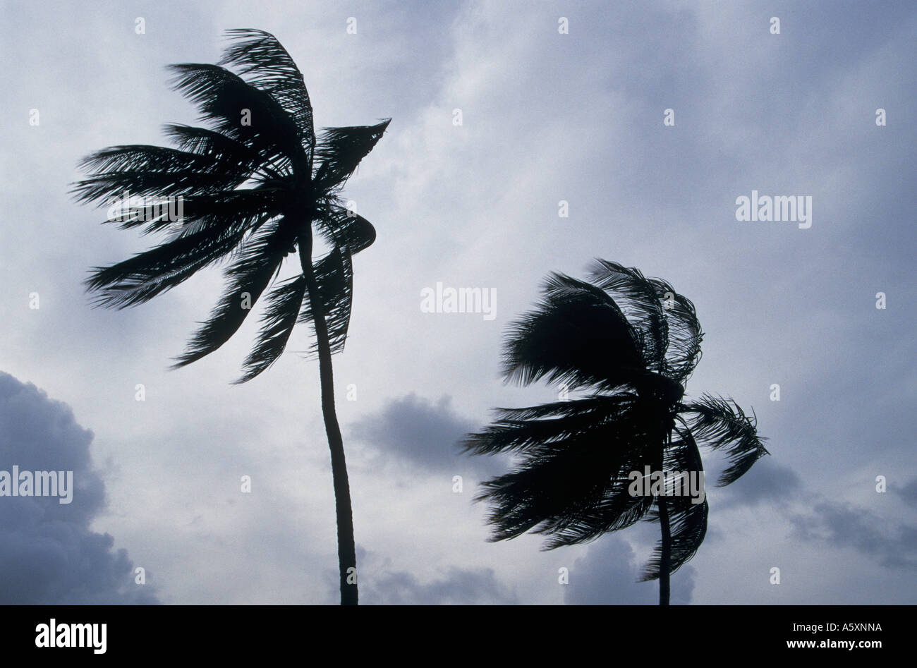 Wind Blowing Through Trees