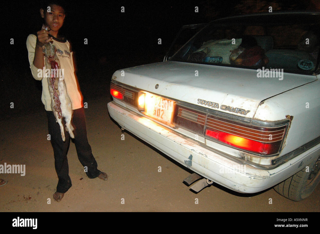 Road kill rabbit dead hi-res stock photography and images - Alamy