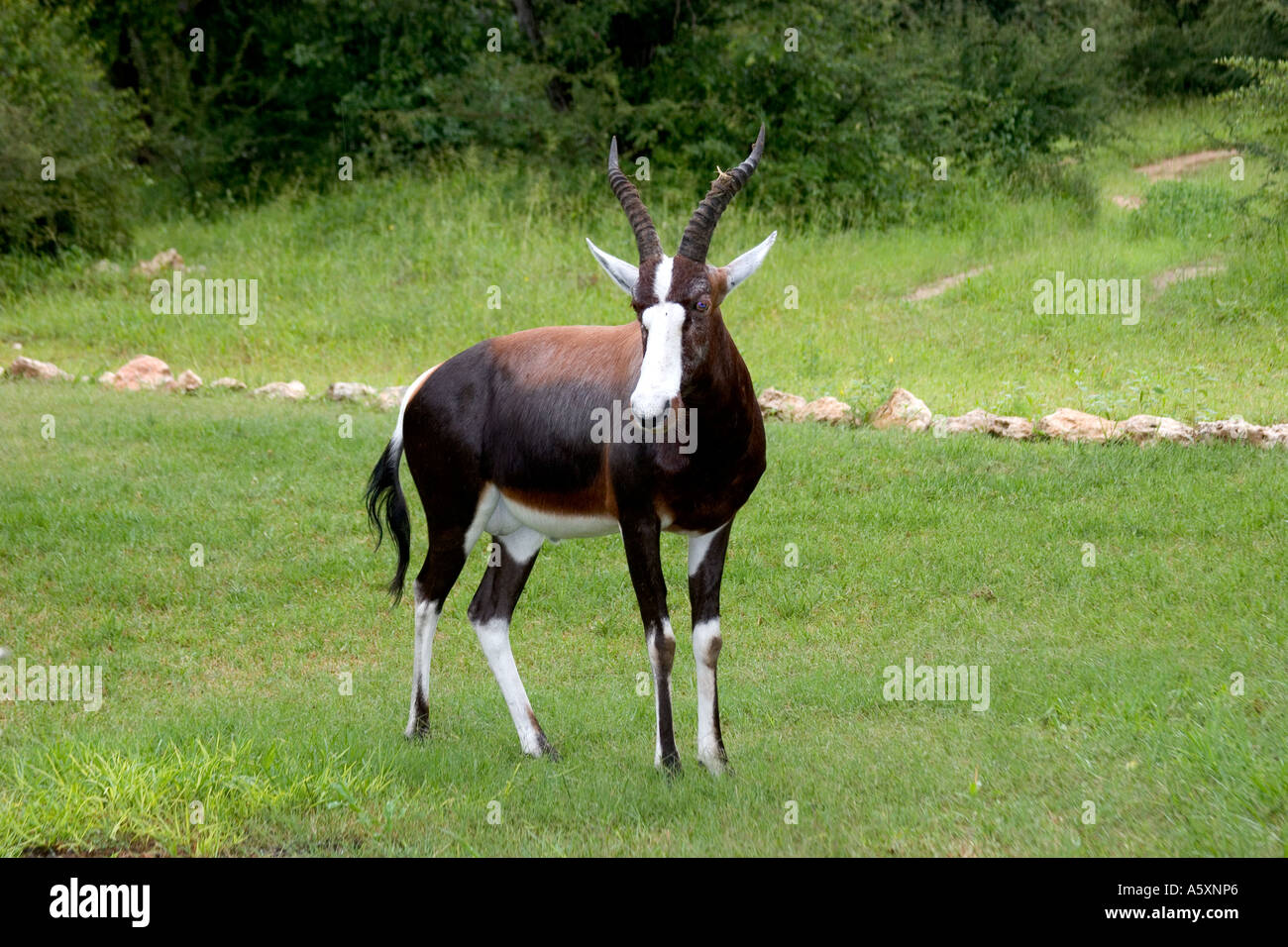 Bontebok baby hi-res stock photography and images - Alamy