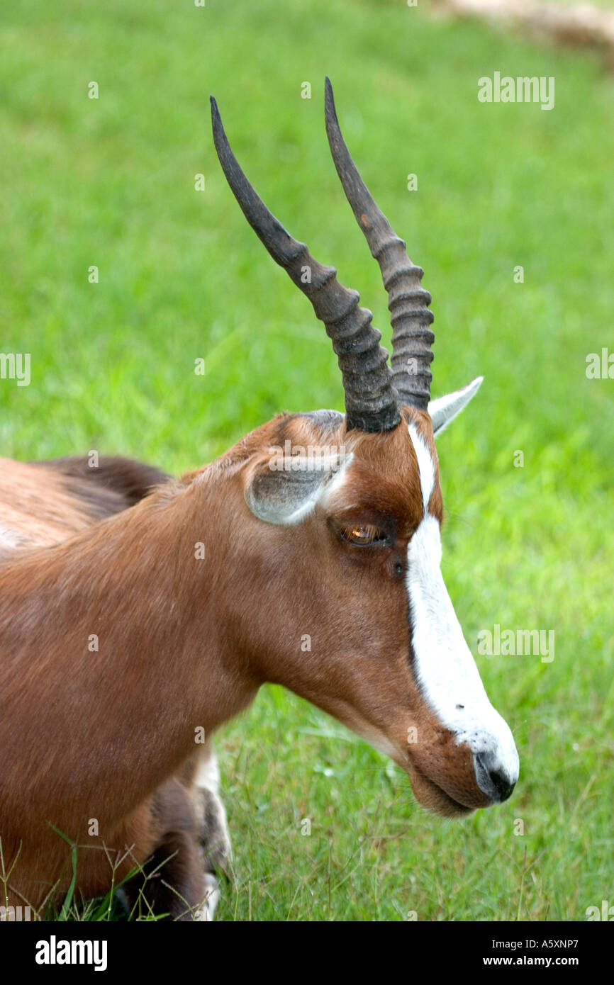 Bontebok baby hi-res stock photography and images - Alamy