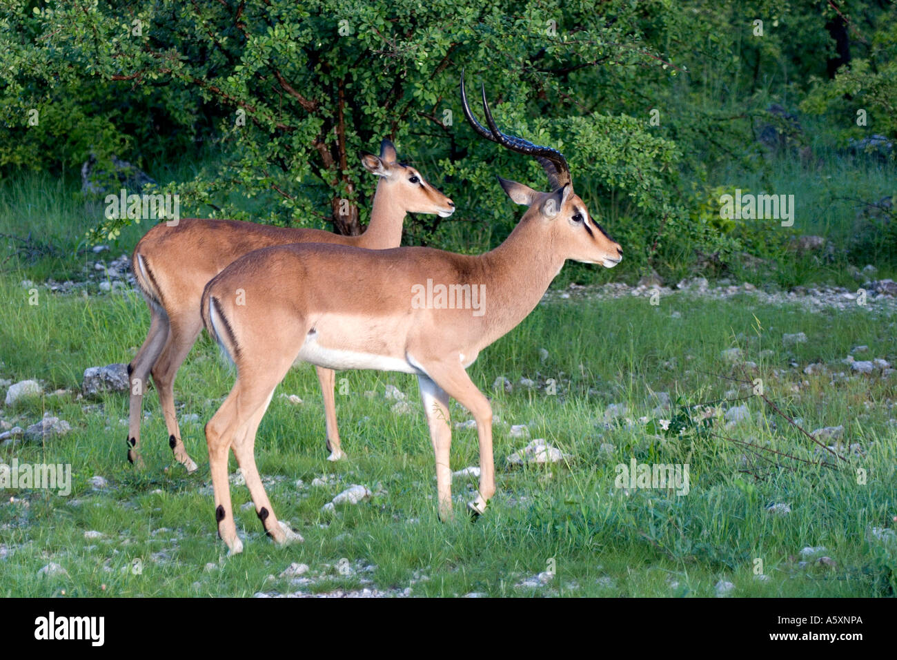 M2-305D BUCK & DOE BLACKFACED IMPALA Stock Photo - Alamy