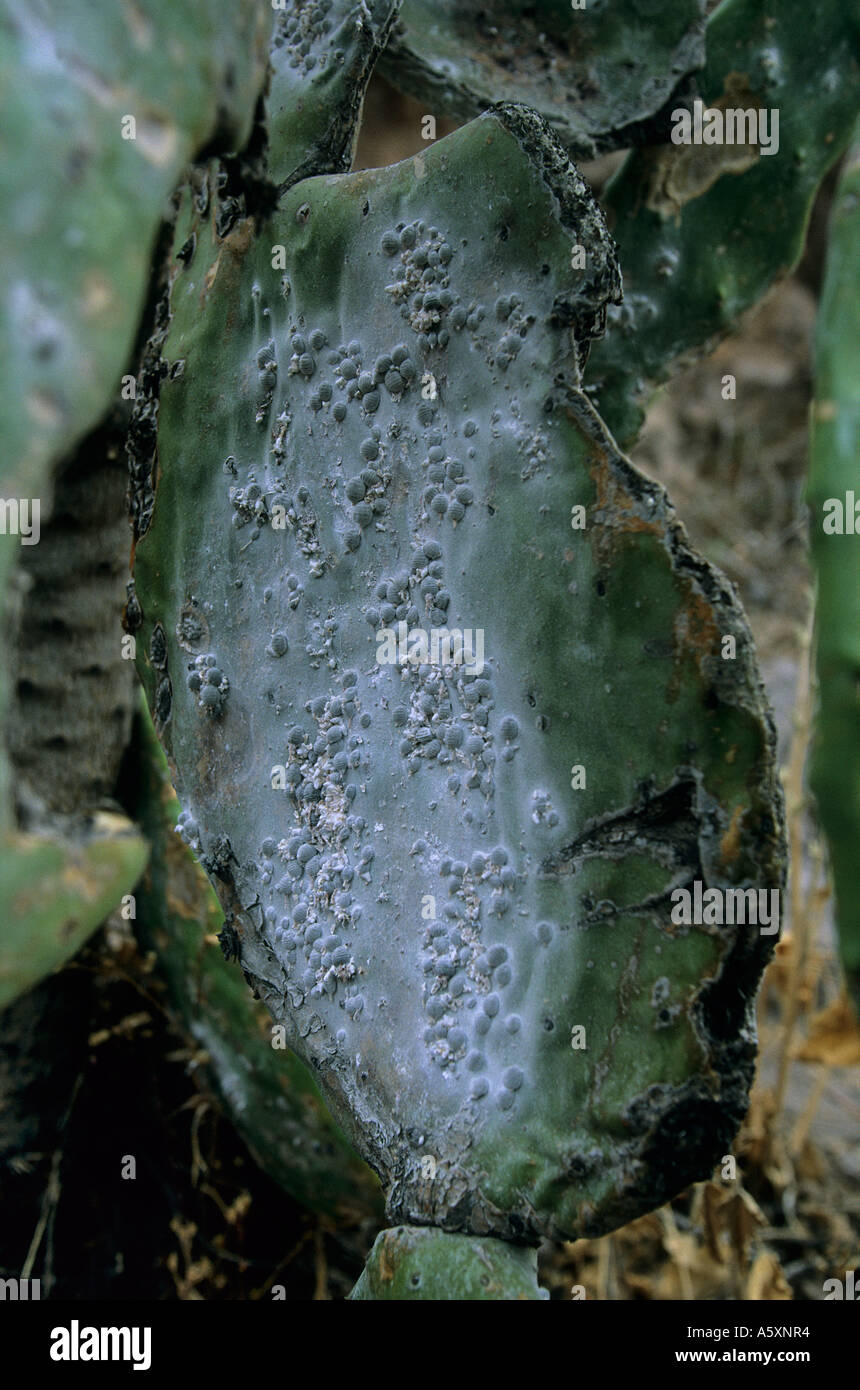 Female Cochineal Insects High Resolution Stock Photography and Images ...