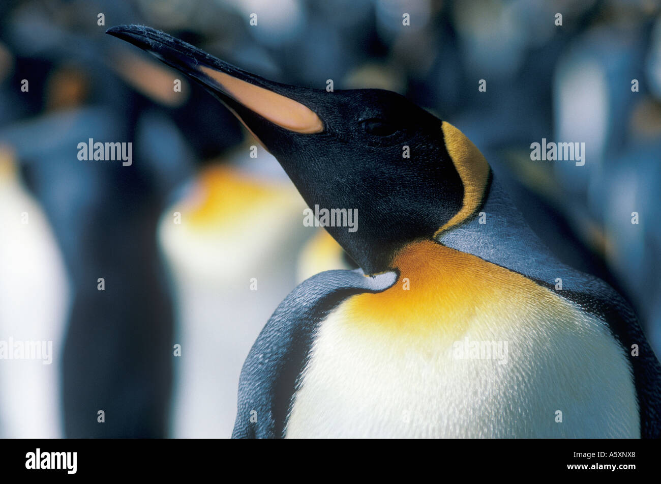 King Penguin Headshot South Georgia UK Stock Photo - Alamy