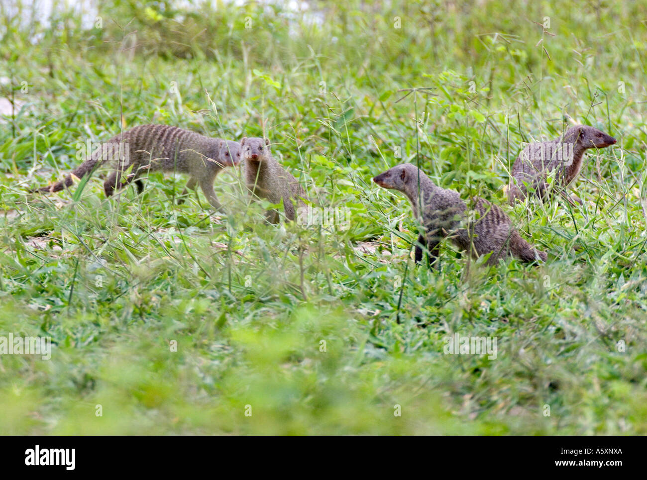 Mungos mungo group hi-res stock photography and images - Alamy