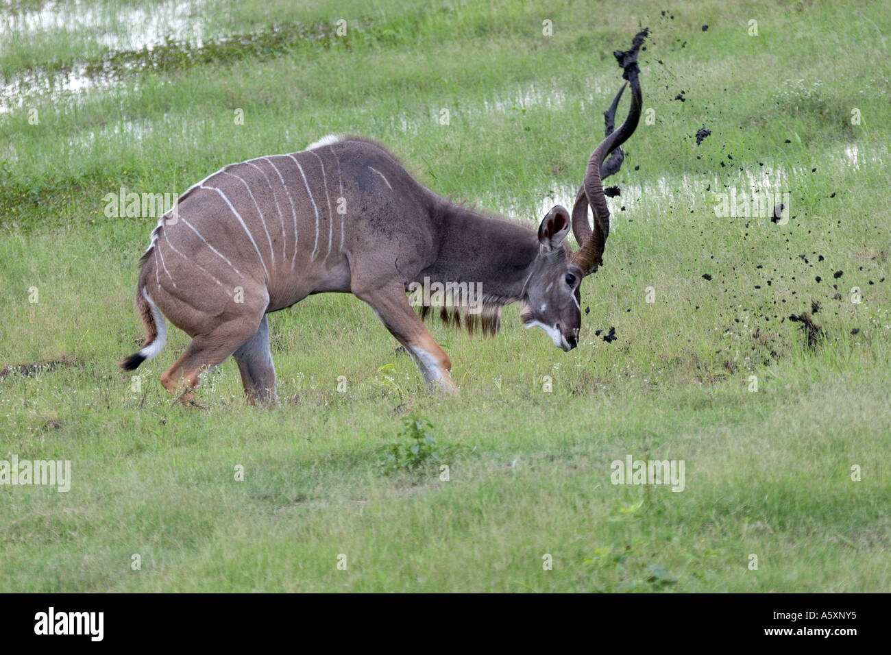 M2-262D KUDU BUCK DIGGING GROUND Stock Photo - Alamy