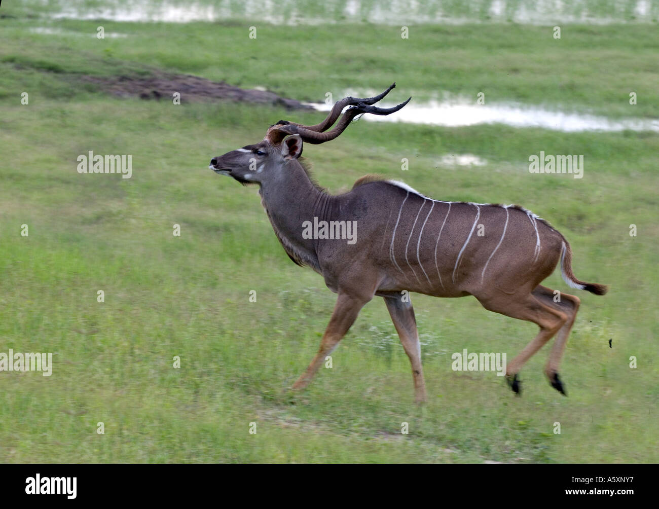 Kudu running hi-res stock photography and images - Alamy