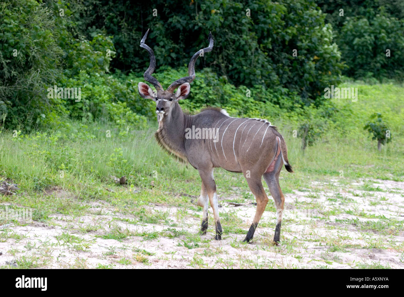 M2-264D STANDING LARGE KUDU BUCK Stock Photo - Alamy