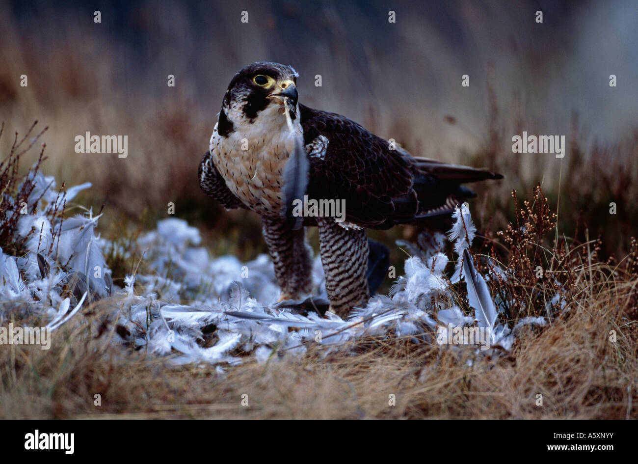 Peregrine falcon captured hi-res stock photography and images - Alamy