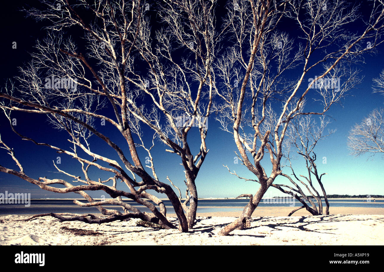 DEAD TREES ON A BEACH SUNSHINE COAST QUEENSLAND AUSTRALIA BAPS219 Stock ...